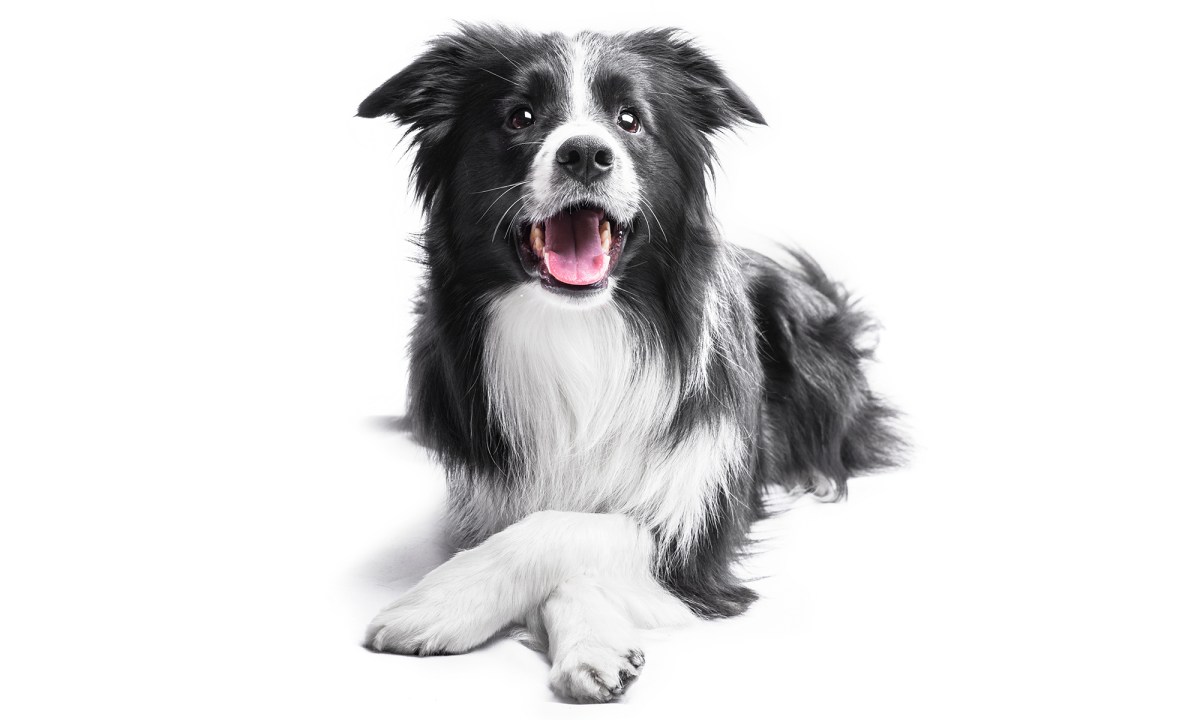 Impressum – DORIS & DOGS